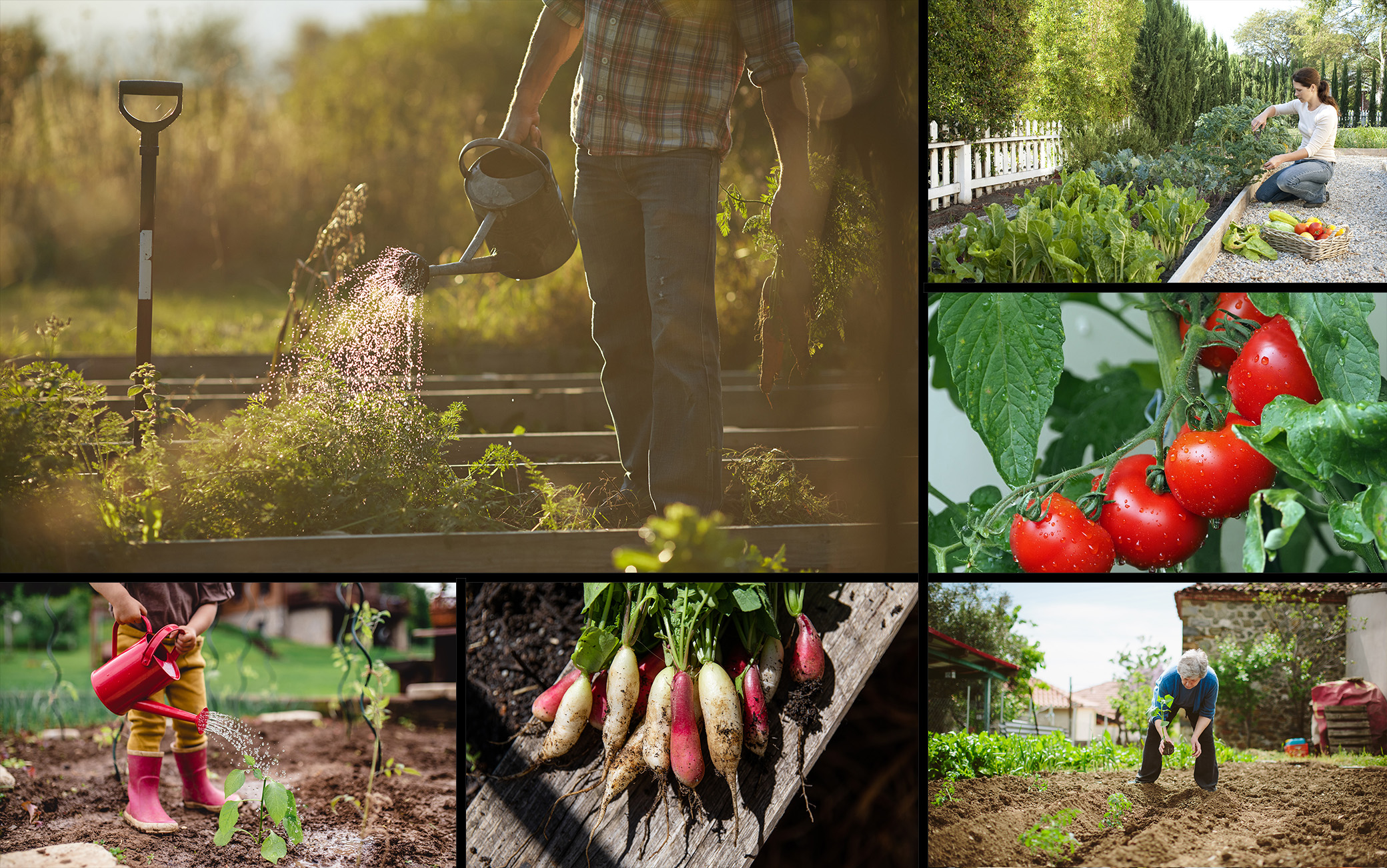 Orto-mania per il 62% degli italiani. I 10 consigli da seguire | Sky TG24