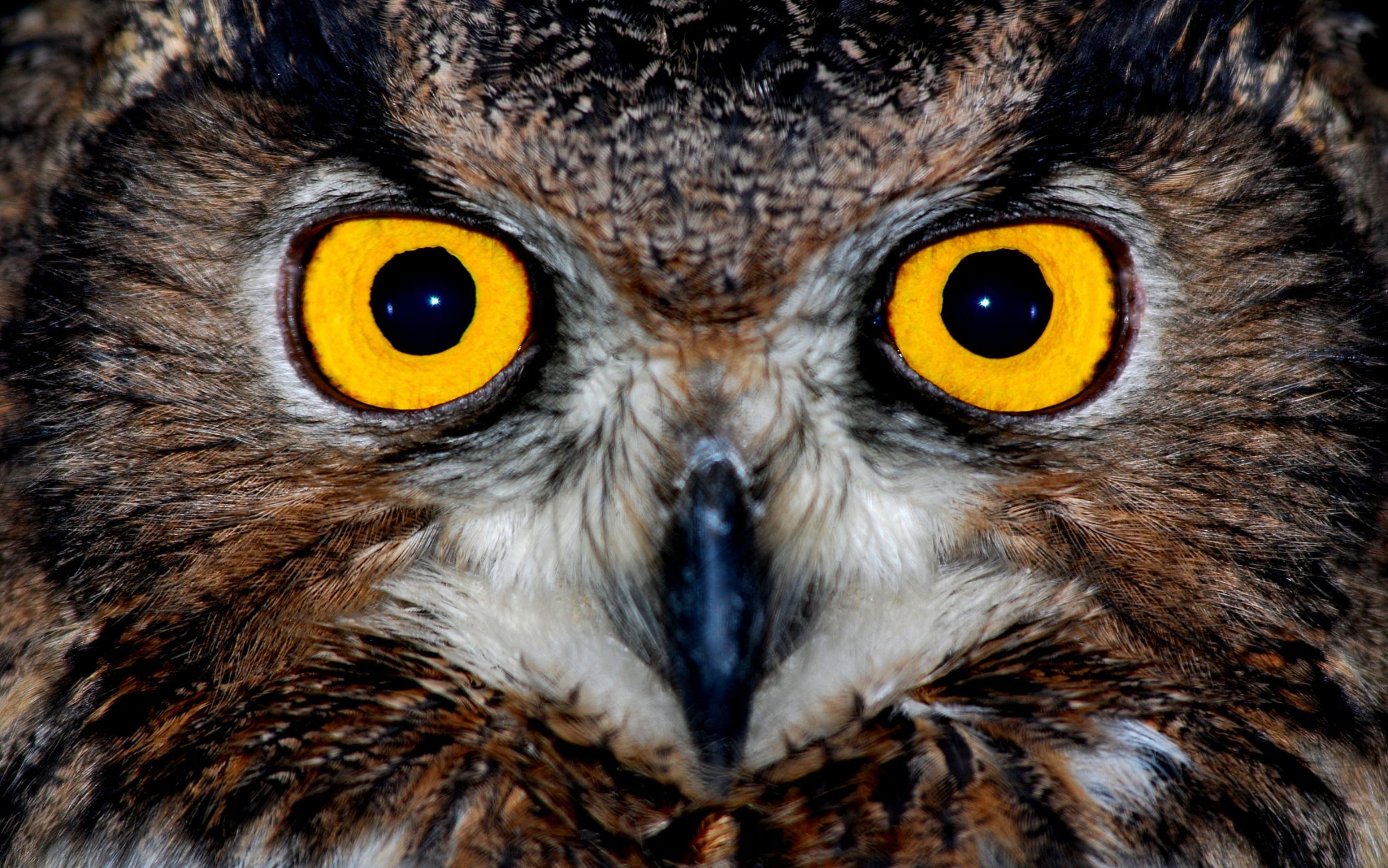 Giornata mondiale del gufo: 10 curiosità da conoscere. FOTO | Sky TG24