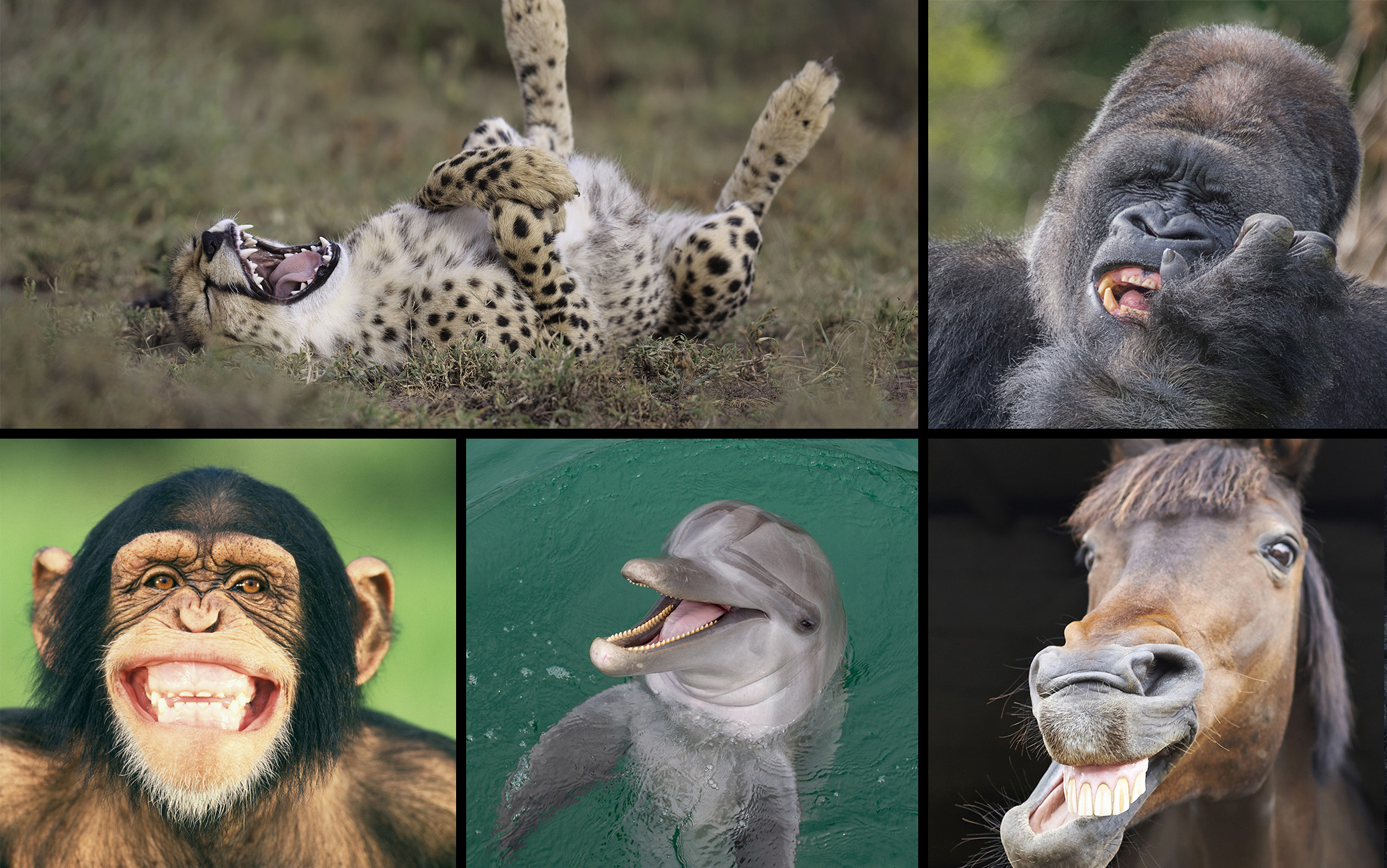 Gli animali ridono, sono 65 le specie che lo sanno fare. Lo studio ...