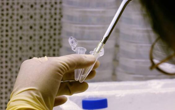 Cina, creati i primi esseri umani con Dna modificato: due gemelle | Sky ...