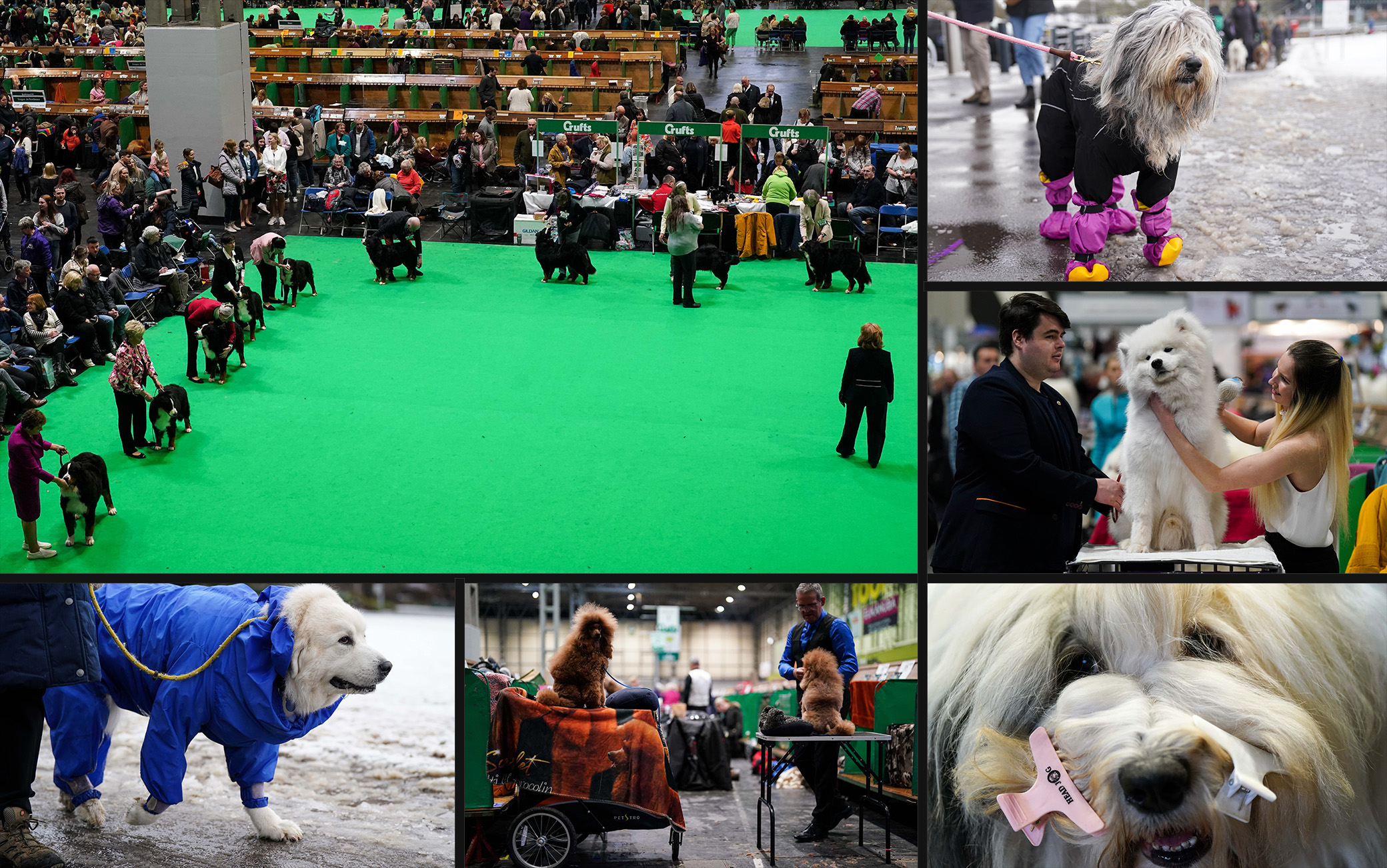 A Piacenza ci sono più cani che bambini, amici a 4 zampe raddoppiati in ...