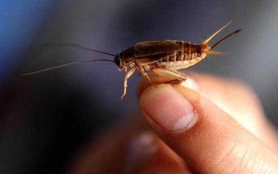 Insetti, anche i grilli invecchiano proprio come gli uomini | Sky TG24