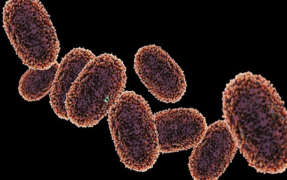 Vaiolo scimmie, ministero: evitare eventi affollati in Paesi con ...