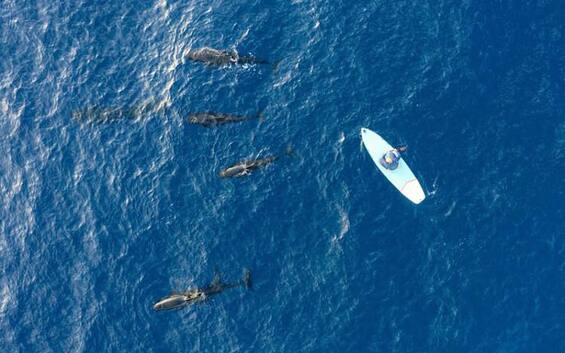 Globicefali 'attori' al Santuario | Sky TG24