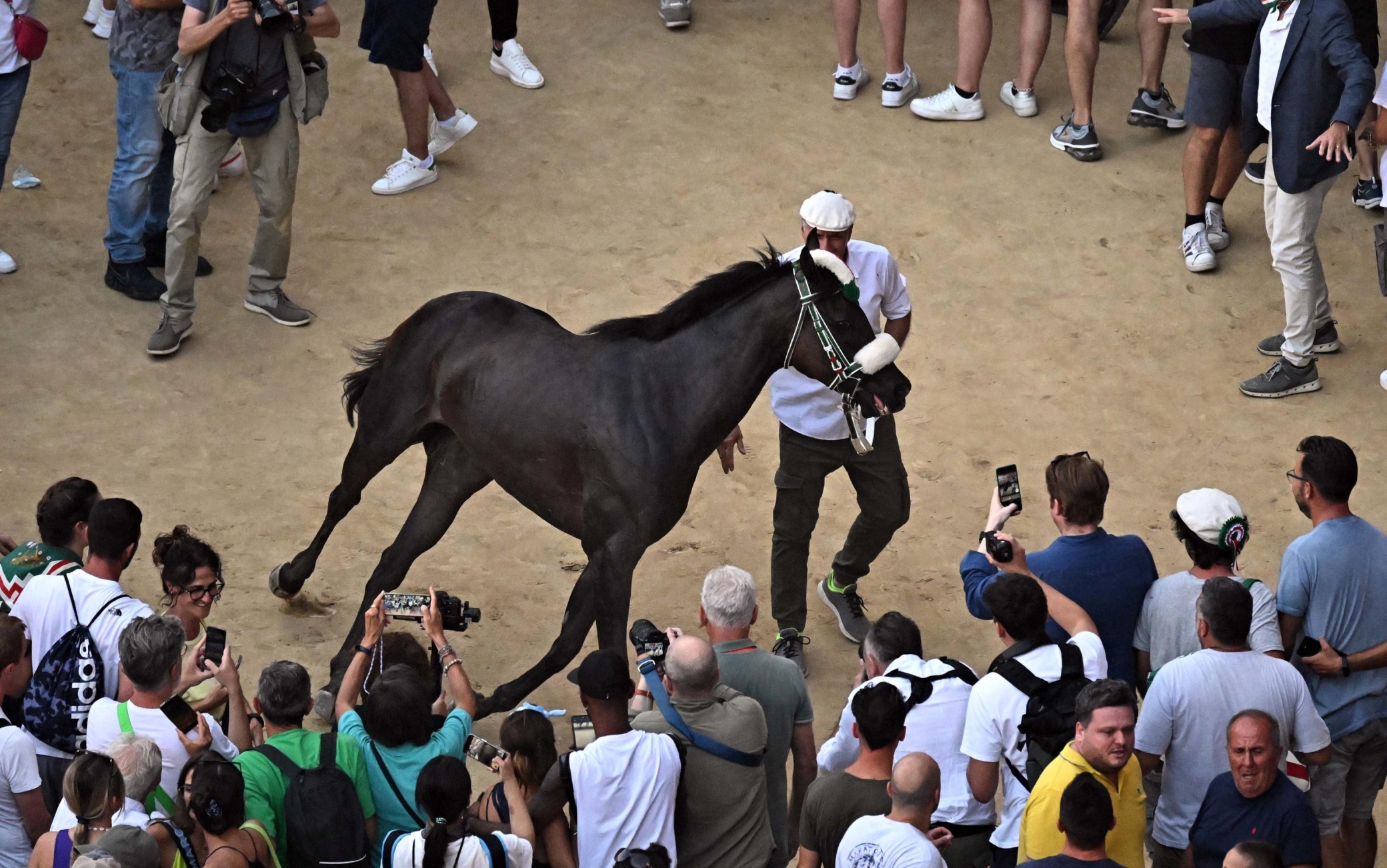 Palio di Siena, cavalli infortunati: animalisti pronti a presentare ...