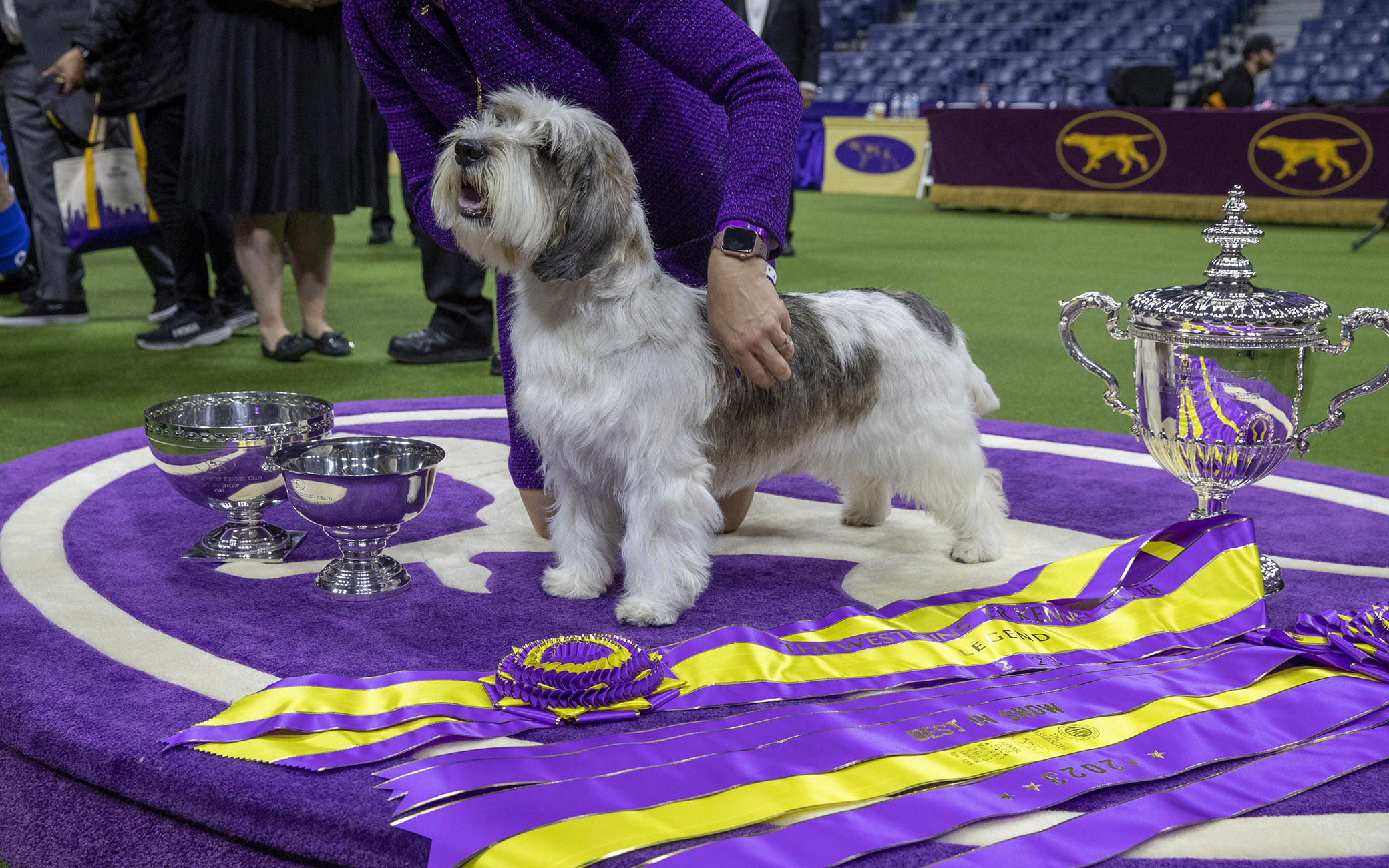 Cani più belli del mondo in mostra al Westminster Kennel Club Dog Show ...