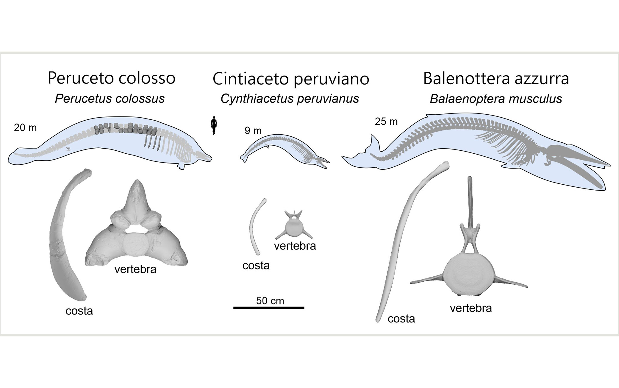 Perucetus colossus, animale più pesante mai esistito scoperto in Perù ...