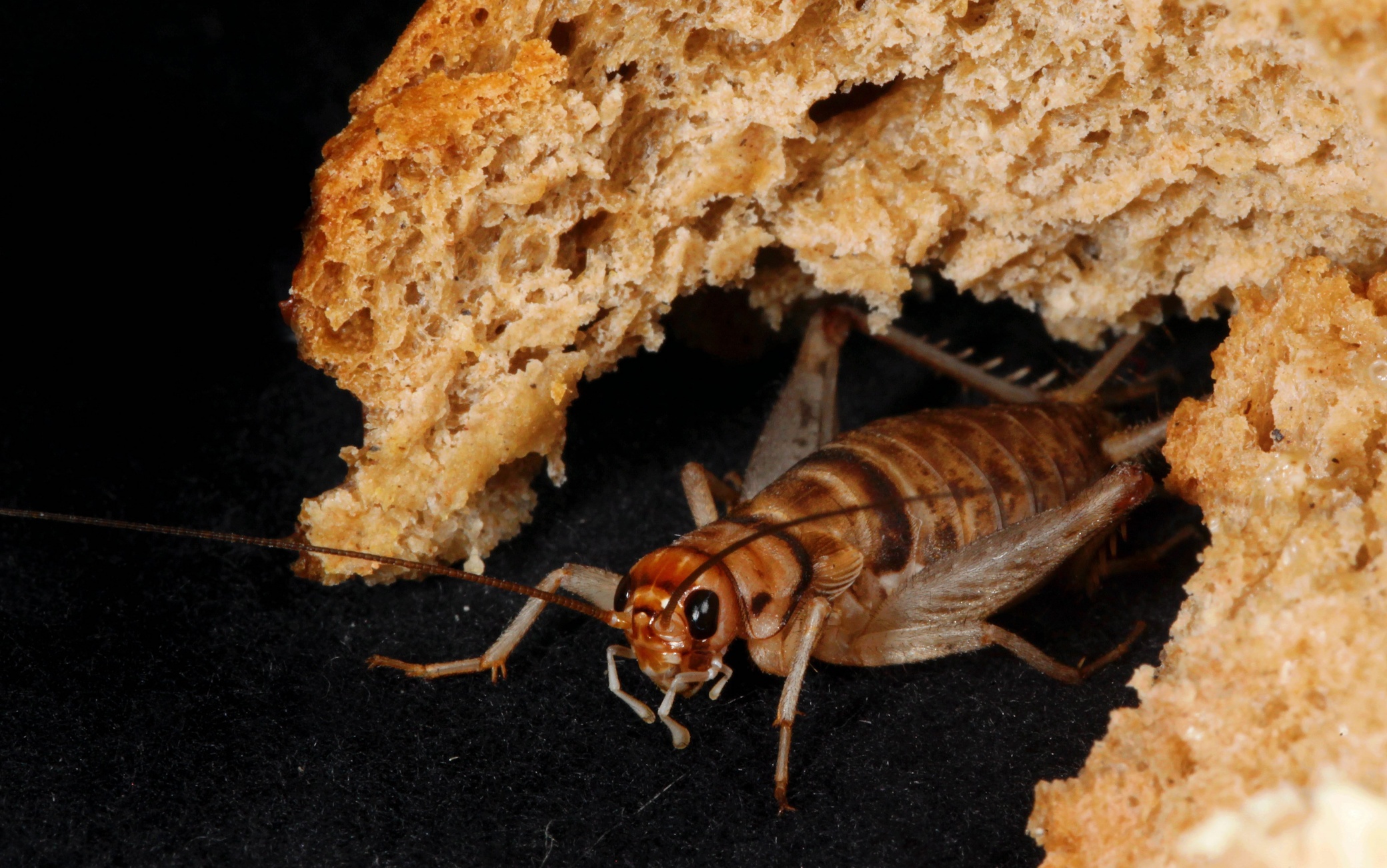 Farina di grillo, in quali prodotti la troveremo e in quali quantità ...