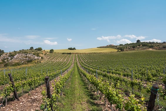 Serra Ferdinandea, azienda agricola biodinamica a Menfi davanti alla ...