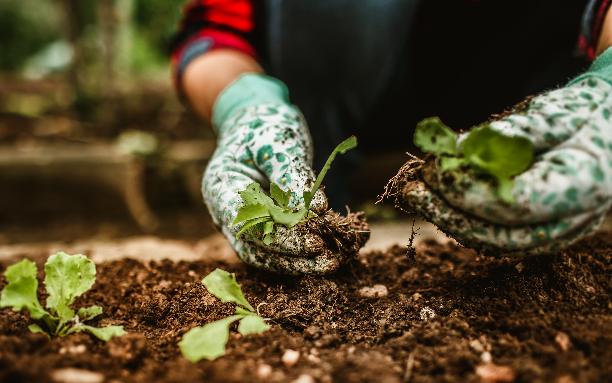 Orto-mania per il 62% degli italiani. I 10 consigli da seguire | Sky TG24