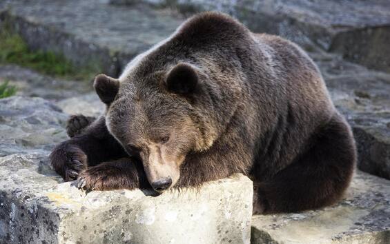 Berna, il relax dell'orso bruno Bjoerk conquista il web