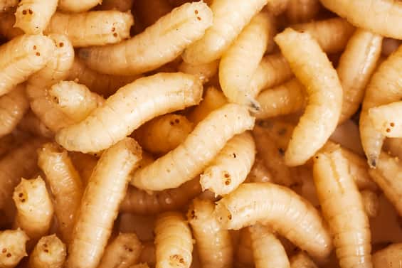 Usa, primo caso umano di larva mangia carne in Maryland: scatta l ...