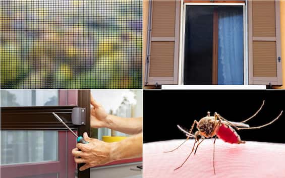 Punture di insetti e ragni, cosa fare e come proteggersi dai rischi in ...