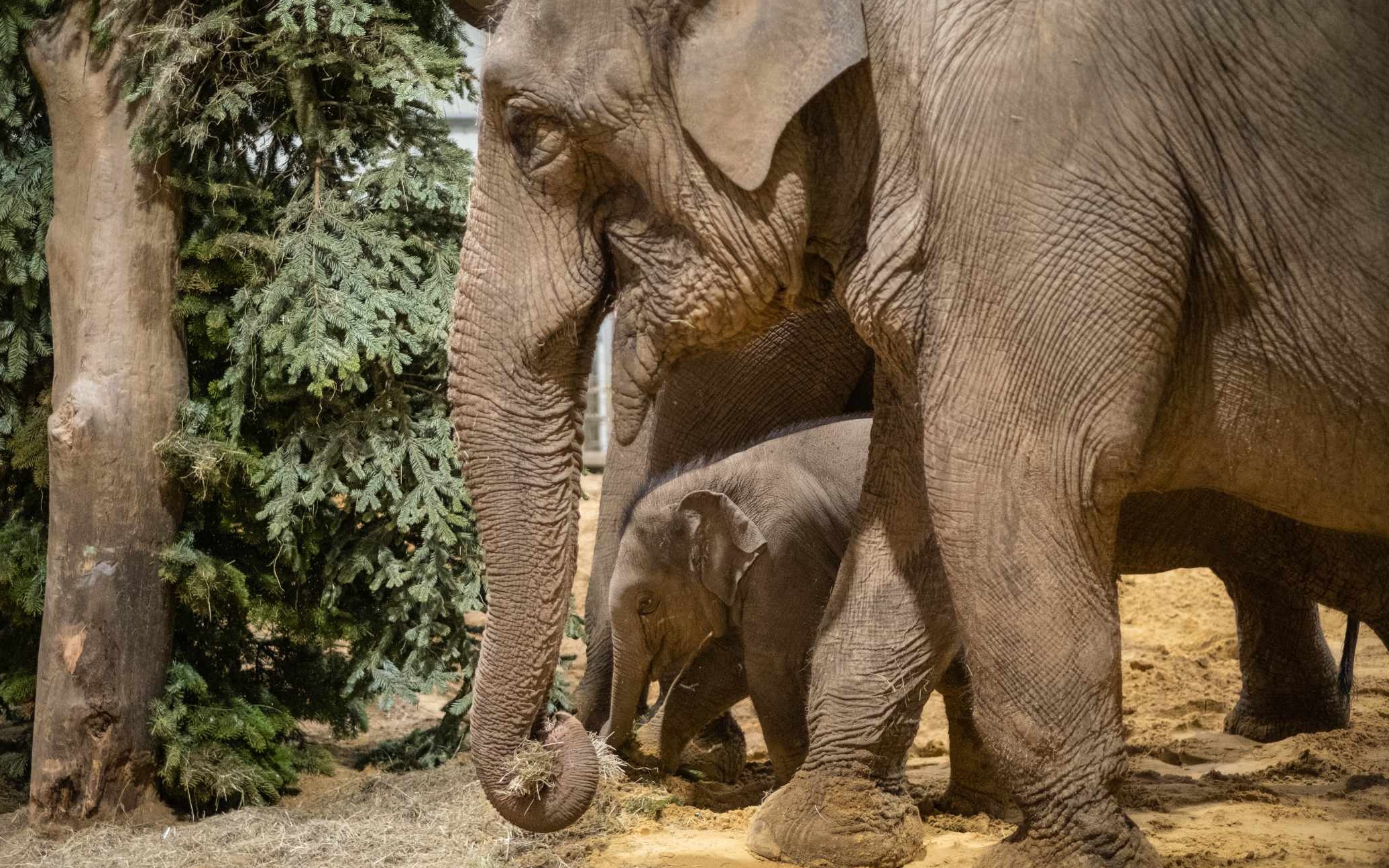 Gambero rosso della Louisiana tra Varese e Como: 'È tra le specie più ...