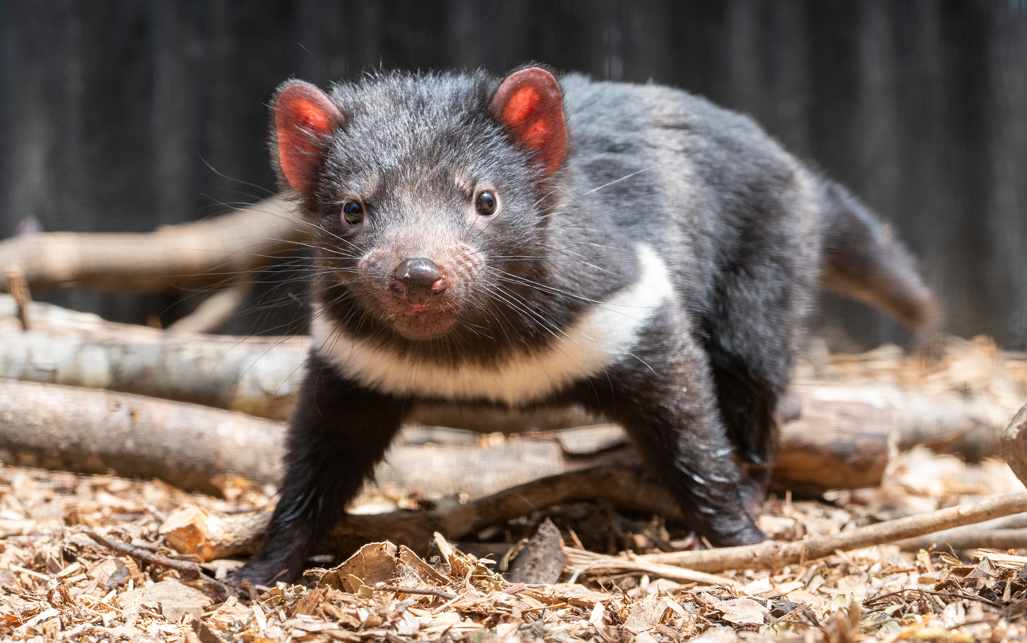 Dalla volpe volante ai ragni giganti, gli animali più strani che vivono ...