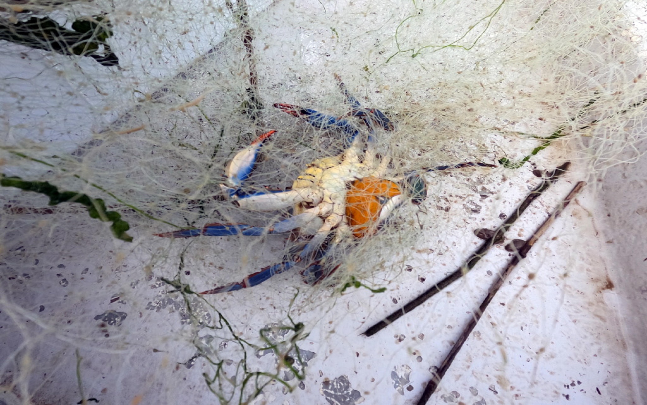 Granchio blu, perso il 50% di vongole e cozze: danni per 100 milioni | Sky TG24