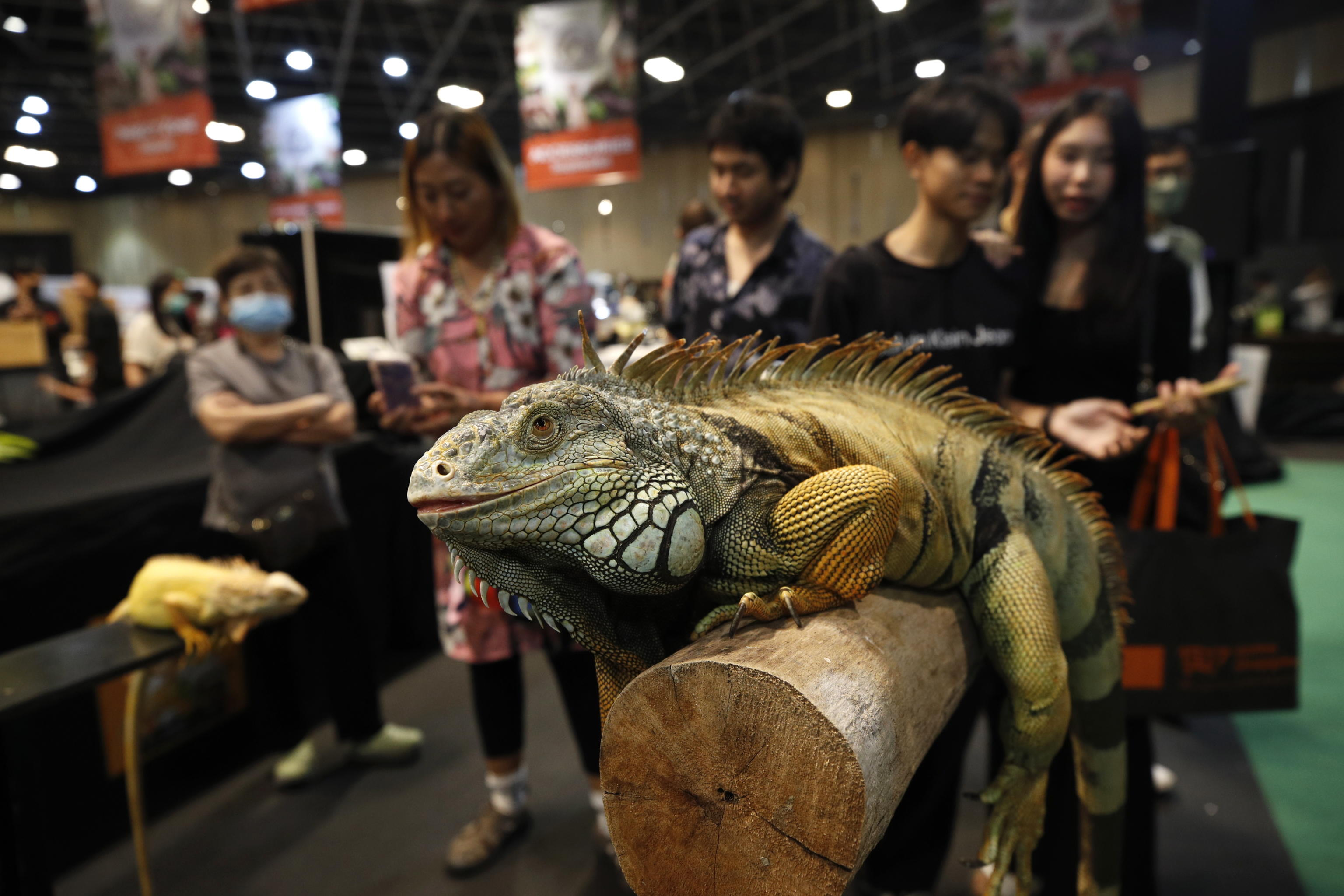 Thailandia, l'Expo di Bangkok dedicato a rettili e animali esotici ...