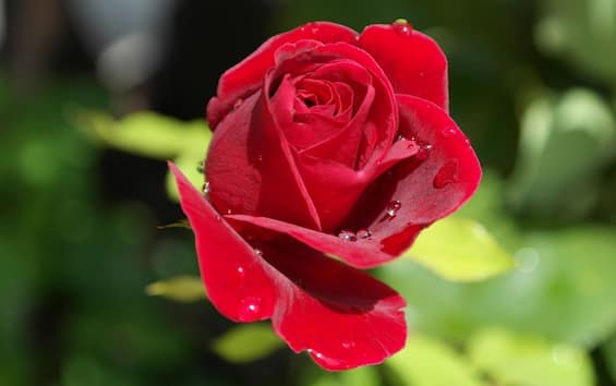 Significato rose rosse e quante regalarne