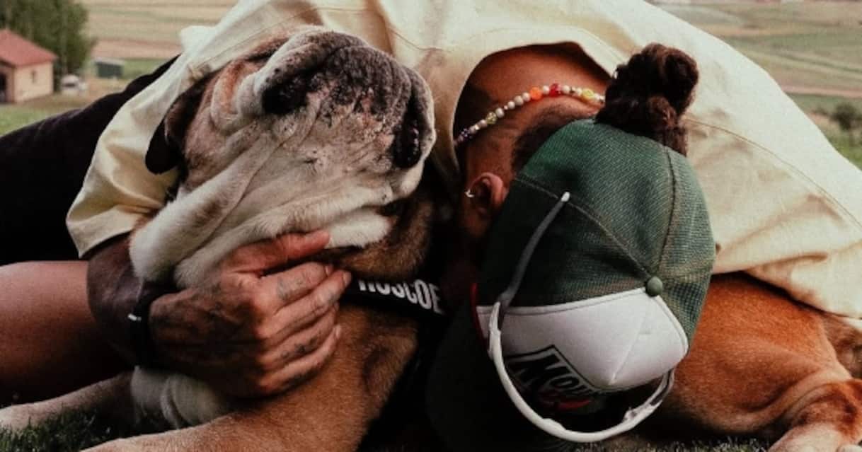 Hamilton, cane Roscoe morto: il dolore del pilota Ferrari sui social ...