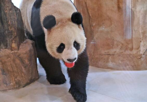 Mondiali, in Qatar i primi panda nella storia del Medio oriente ...