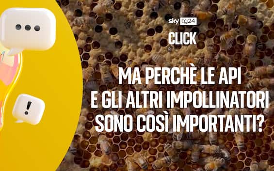 Giornata mondiale api, l'importanza degli insetti impollinatori in ...