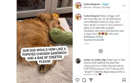Cane strafatto dopo aver mangiato una caramella alla cannabis: tutti ...
