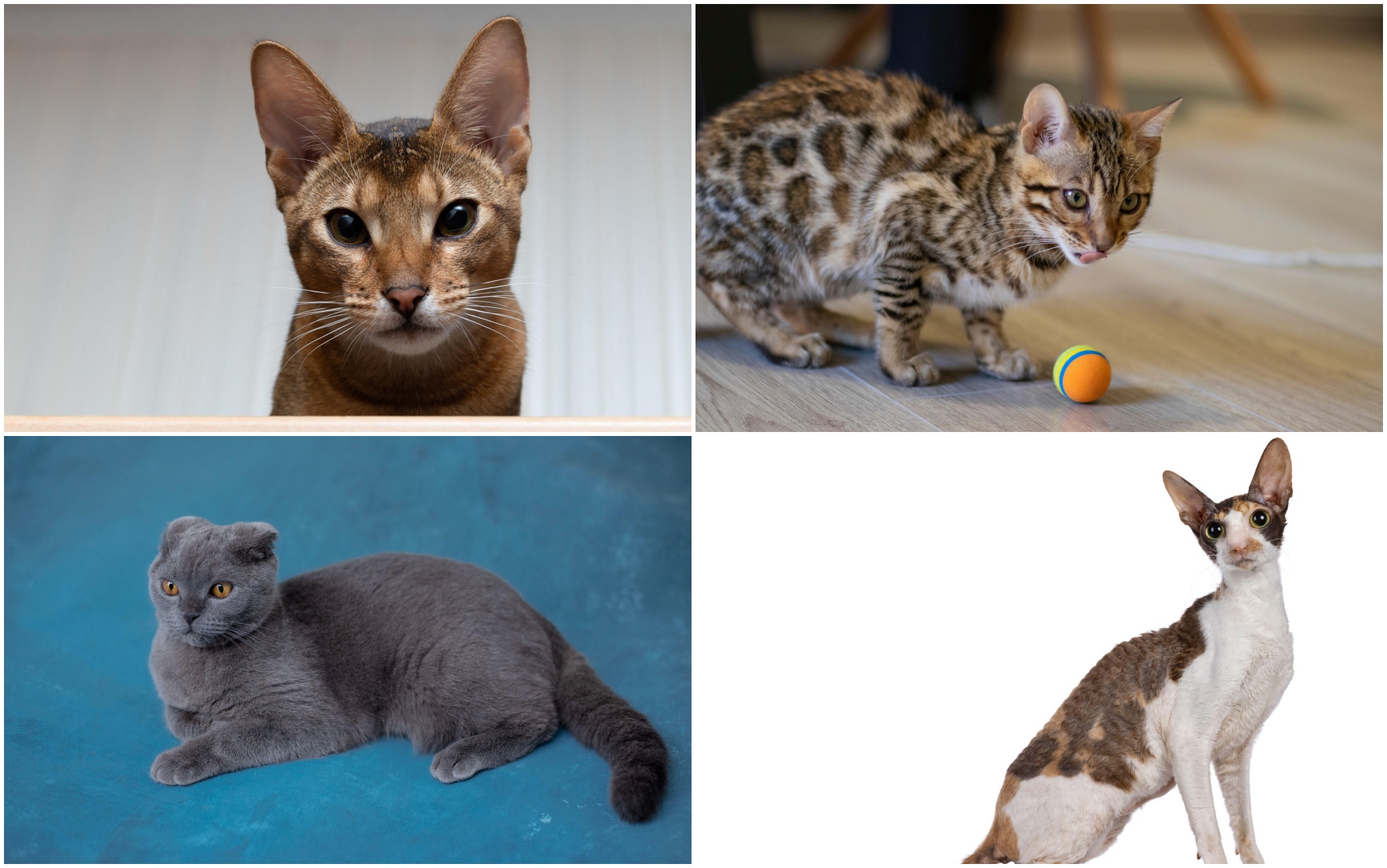 Le razze di gatti più intelligenti del mondo secondo la scienza, dal ...