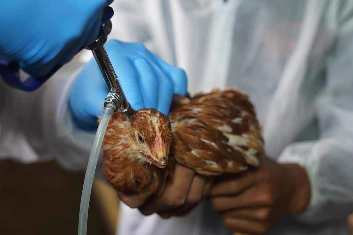 Allarme influenza aviaria in Europa, in Italia più di 10 allevamenti ...