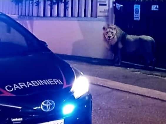 Roma, catturato il leone fuggito dal circo a Ladispoli | Sky TG24 Roma, catturato il leone fuggito dal circo a Ladispoli | Sky TG24