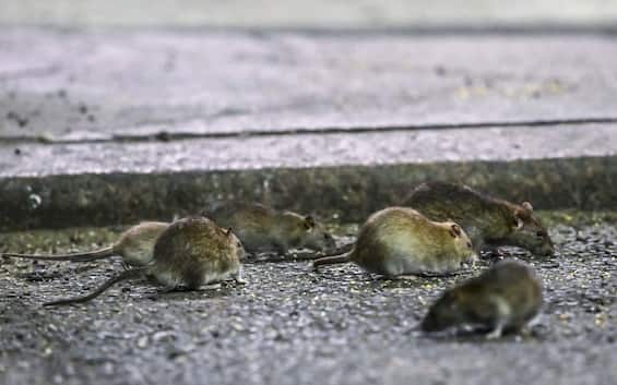 New York ritenta la carta della contraccezione contro i ratti | Sky TG