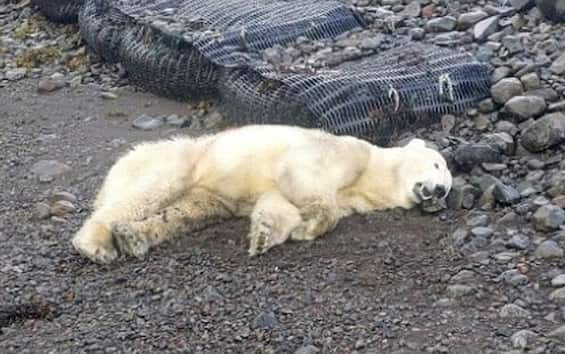 Islanda, polizia uccide orso polare arrivato dalla Groenlandia su un ...