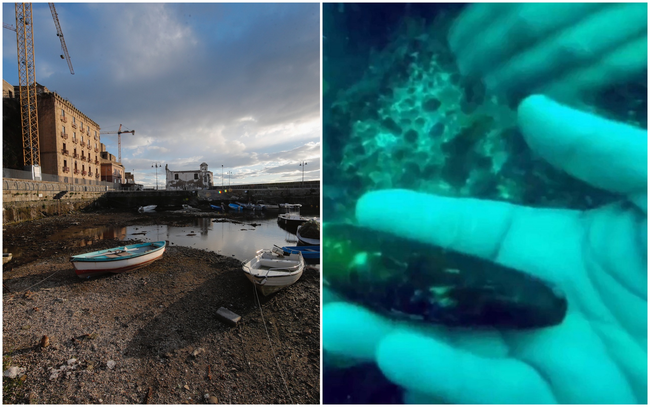 Cosa sono i datteri di mare e perché sono vietati | Sky TG24