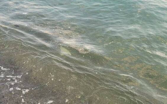 Basilicata, chiazze gialle di origine sconosciuta in mare a Castrocucco ...