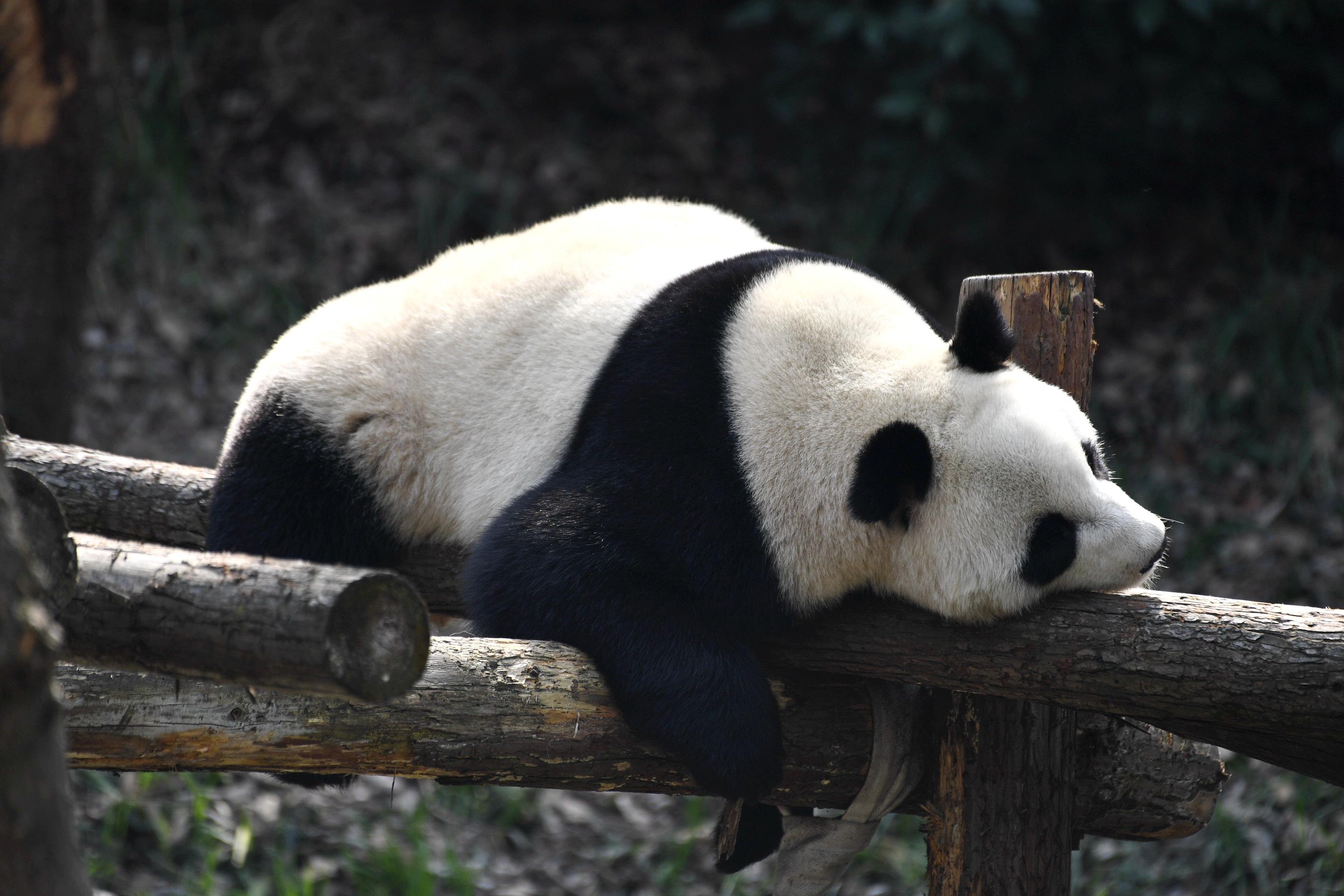Cina, nello zoo di Jinan la star è un panda gigante. FOTO | Sky TG24