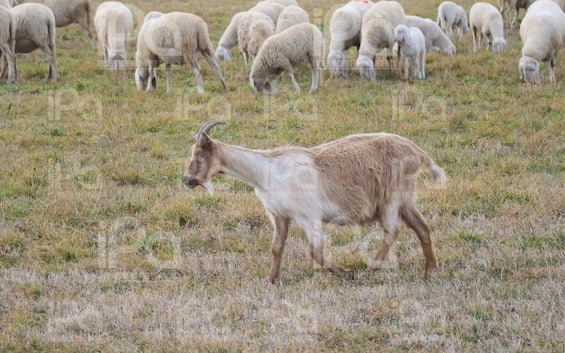 Alicudi, l'isola con 1000 abitanti e 600 capre: il sindaco le regala ...