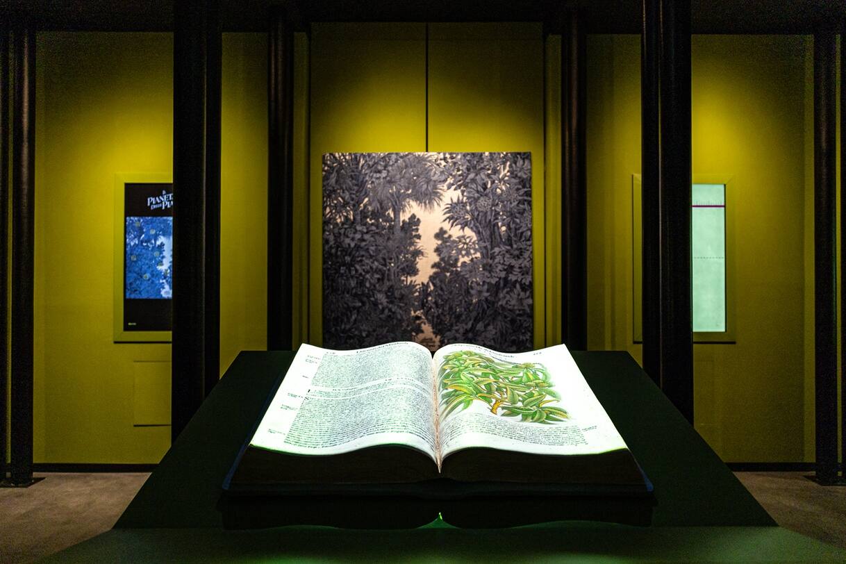 Il Pianeta delle Piante, l'esperienza immersiva all'Orto Botanico di Palermo | Sky TG24