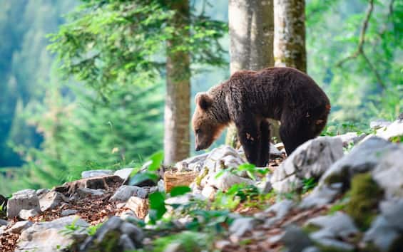 Atrofia muscolare, studiare il letargo degli orsi potrebbe aiutare a ...