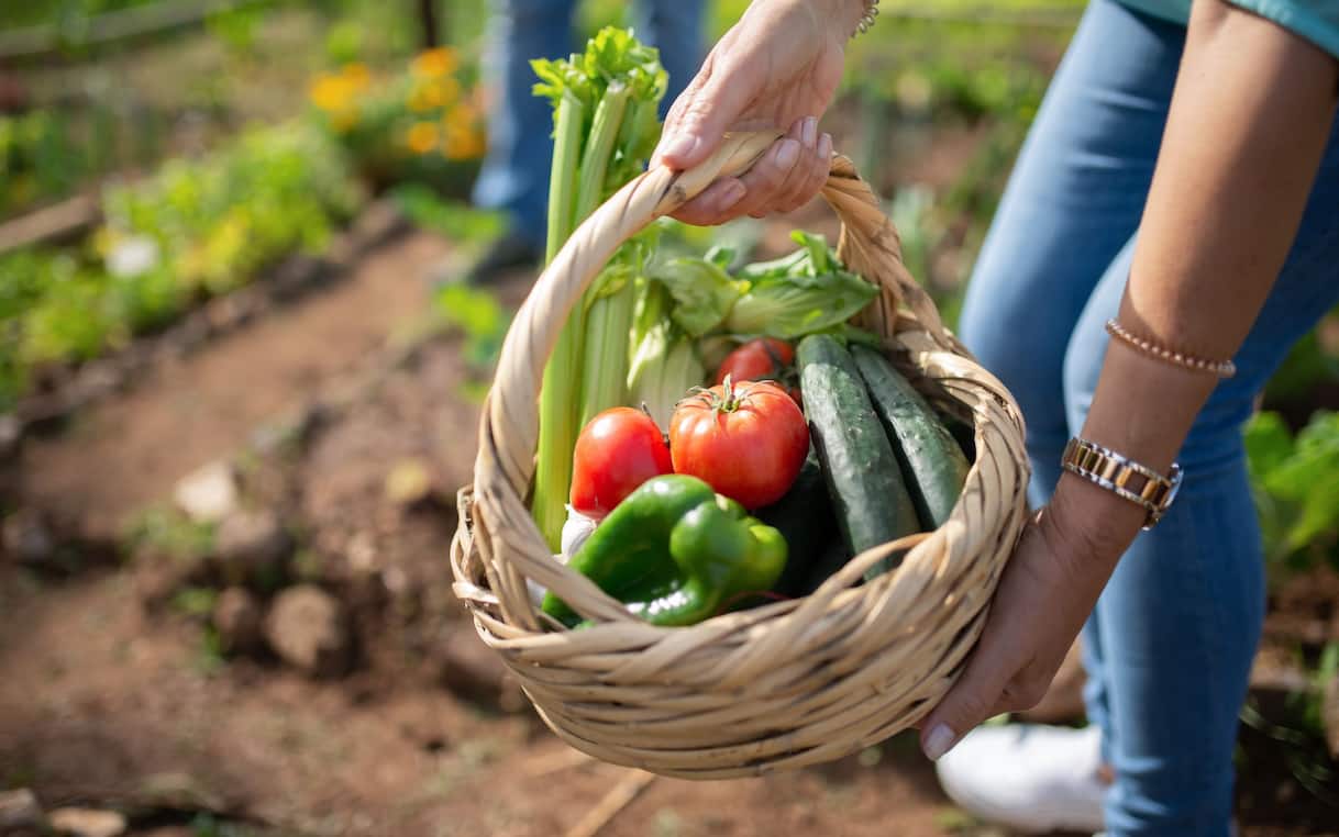 Estate, le piante da orto di agosto| Sky TG24