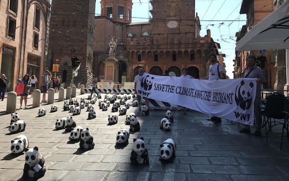 G7 Ambiente, a Bologna anche panda WWF. Galletti: “Con me in riunione ...