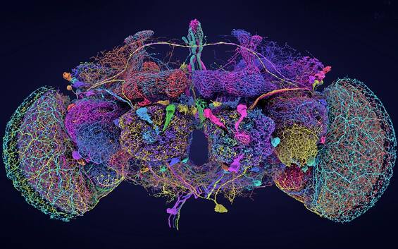 Svelata rete di neuroni e sinapsi nel cervello adulto: 'Studio che potrebbe portare a nuove cure ...