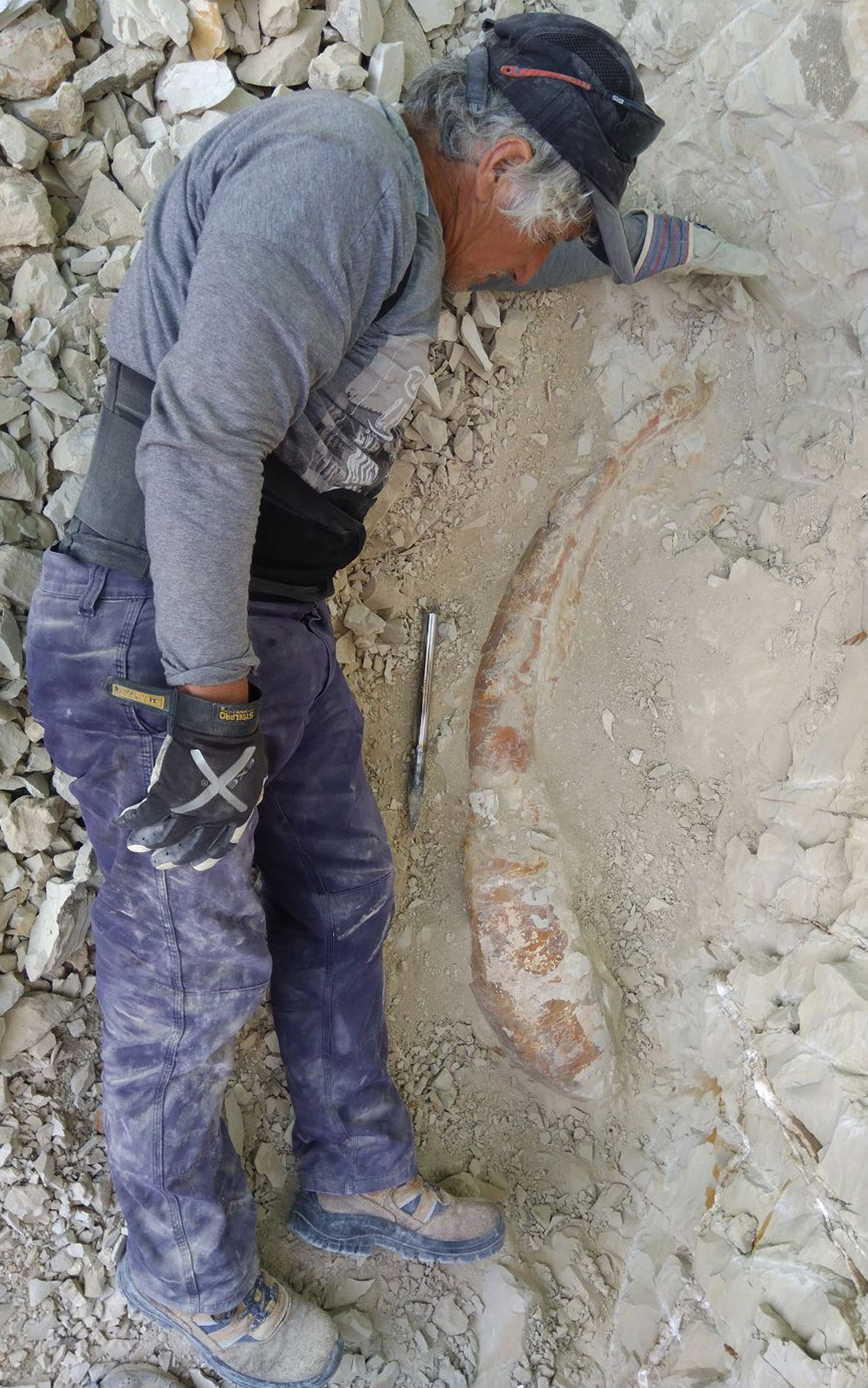 Perucetus colossus, animale più pesante mai esistito scoperto in Perù ...