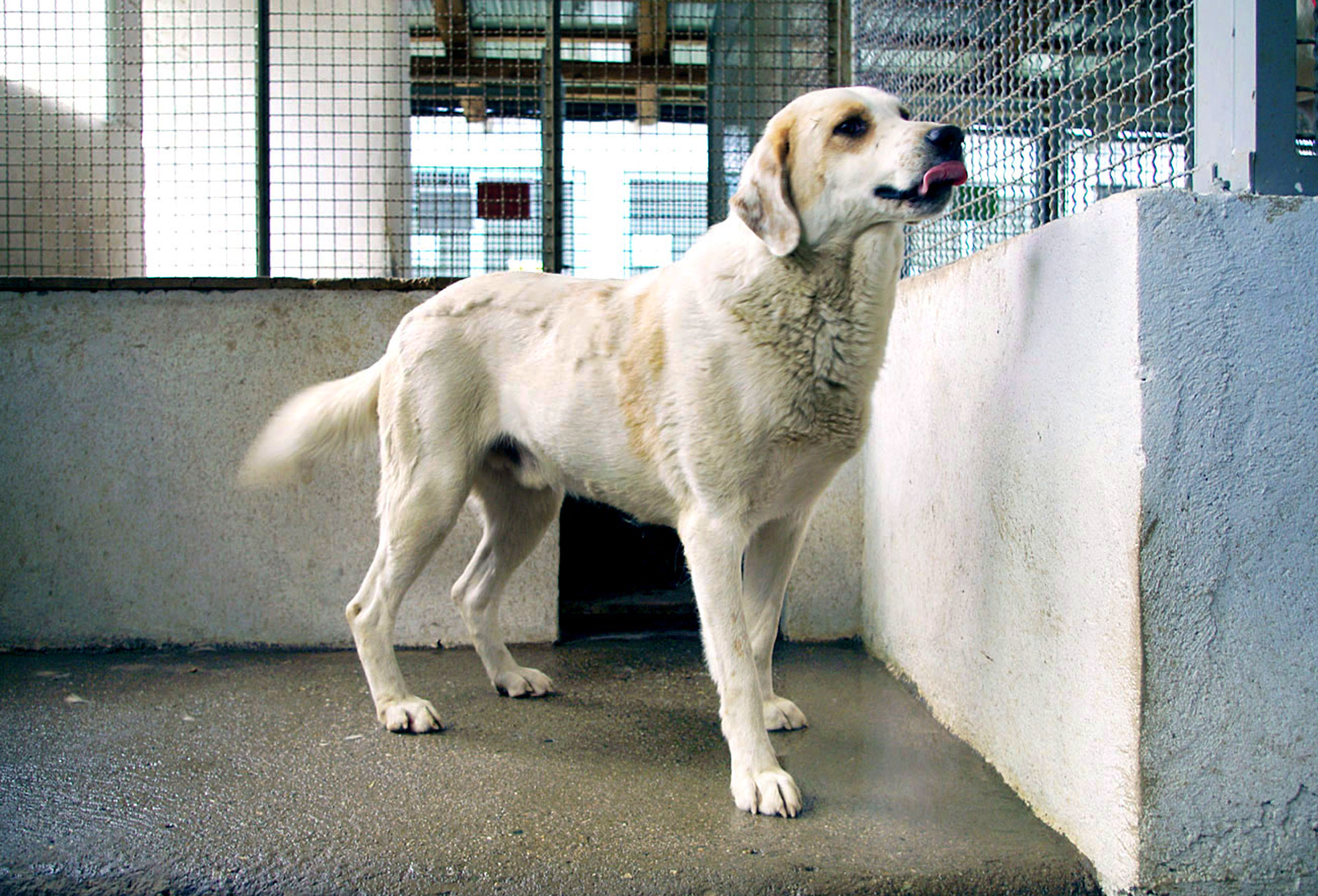 Catania, scoperto canile lager: carcasse di cuccioli nel congelatore ...