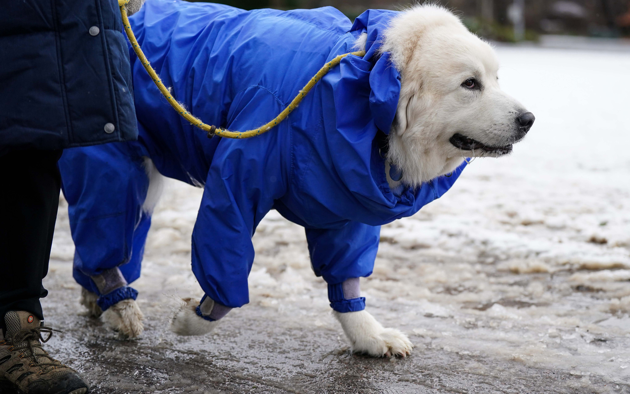 Crufts Dog Show, il più grande evento al mondo dedicato ai cani. FOTO ...