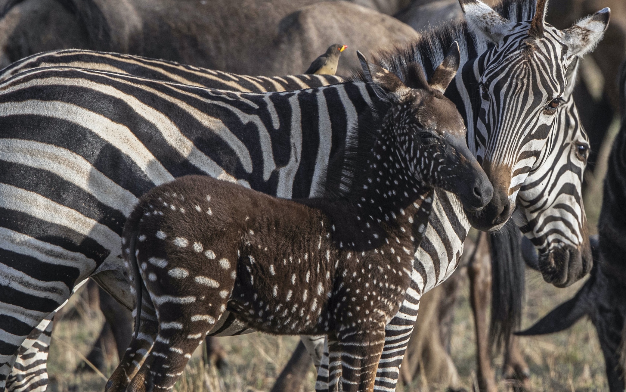 Perché le zebre hanno le strisce? L'ultima ipotesi: lo studio | Sky TG24