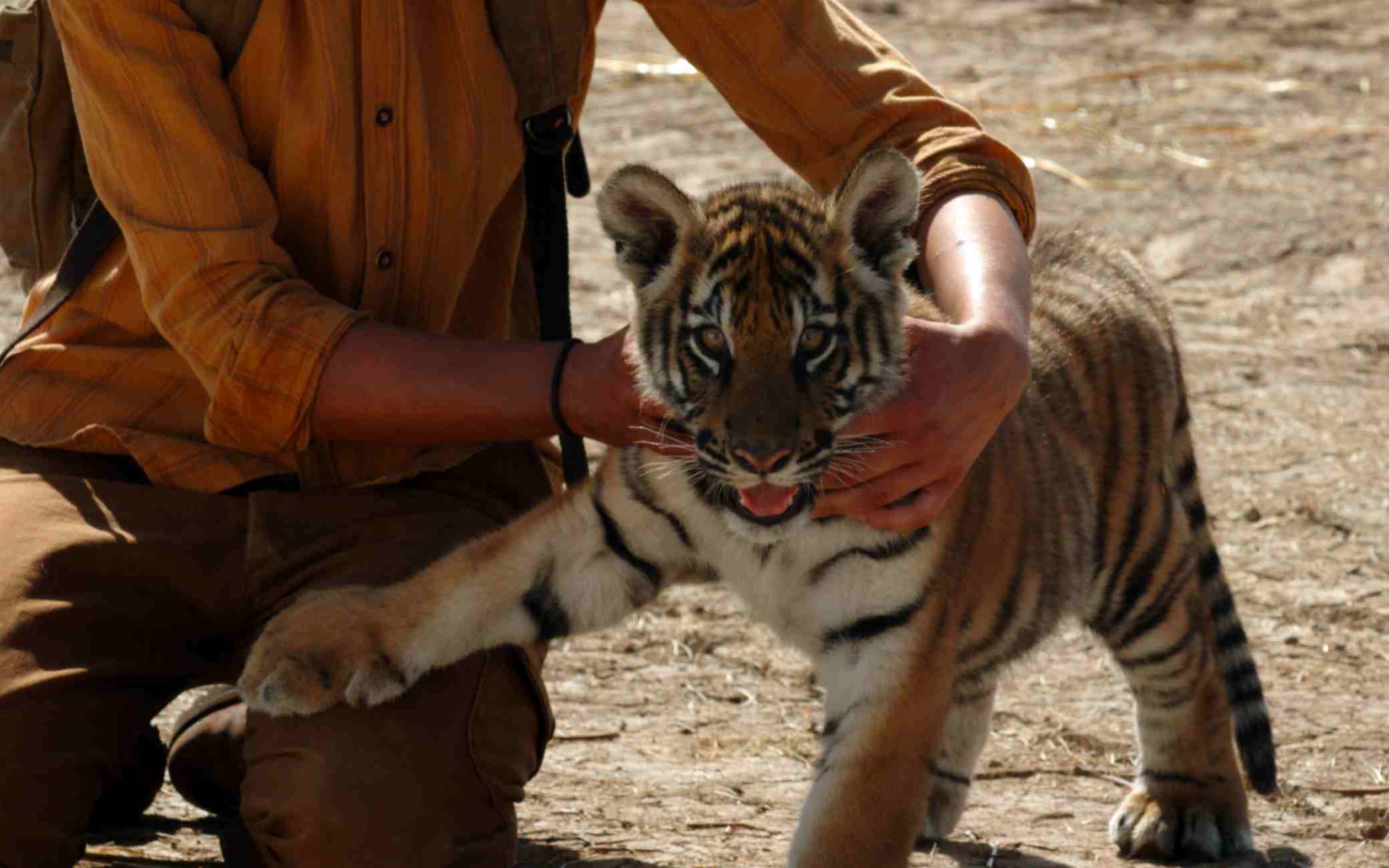 Giornata mondiale della tigre, quali sono le più famose del grande ...