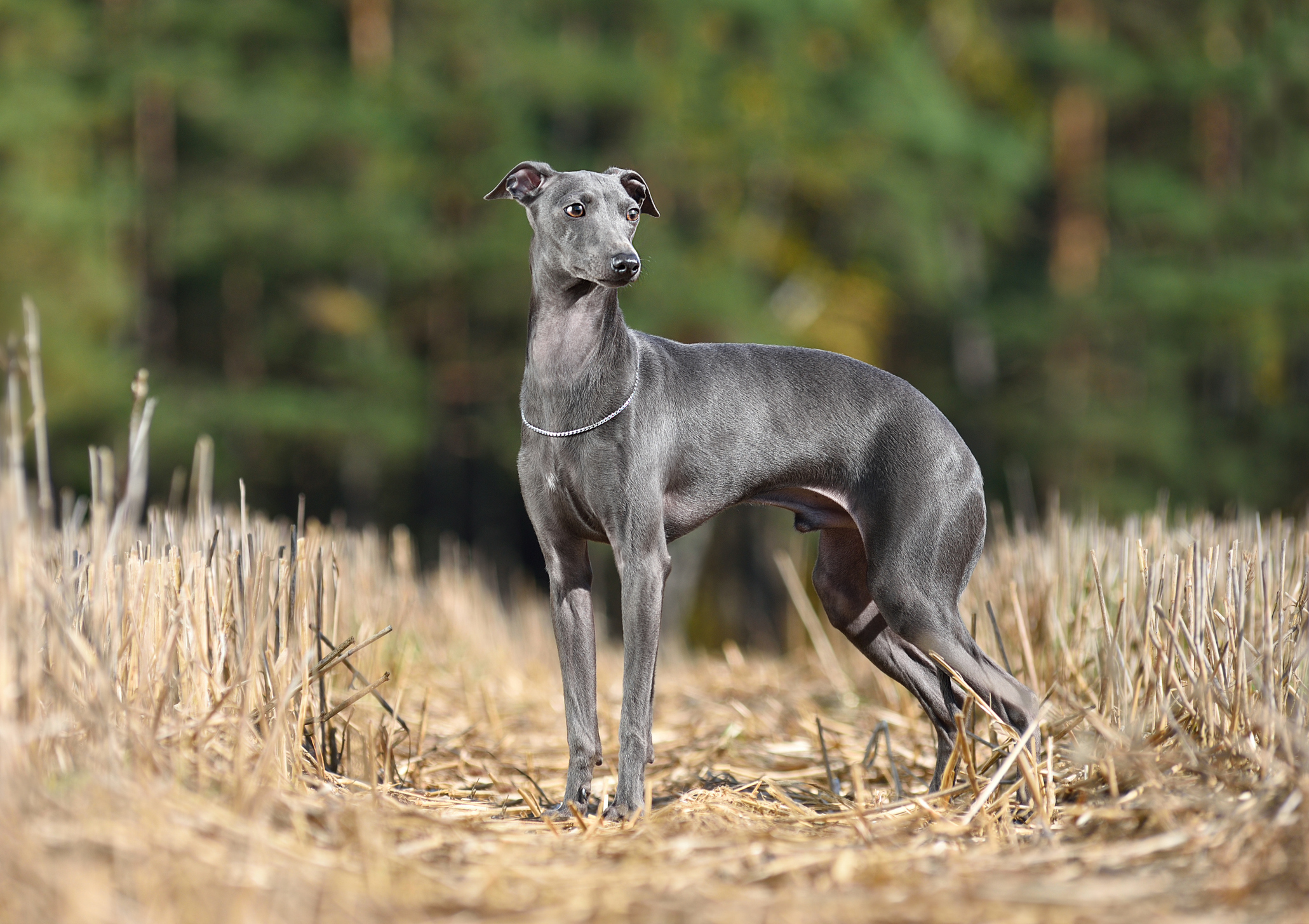 Giornata mondiale del cane: le 10 razze più belle. FOTO | Sky TG24