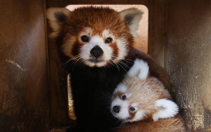 Atene, cucciolo di panda rosso nato allo zoo. Foto | Sky TG24