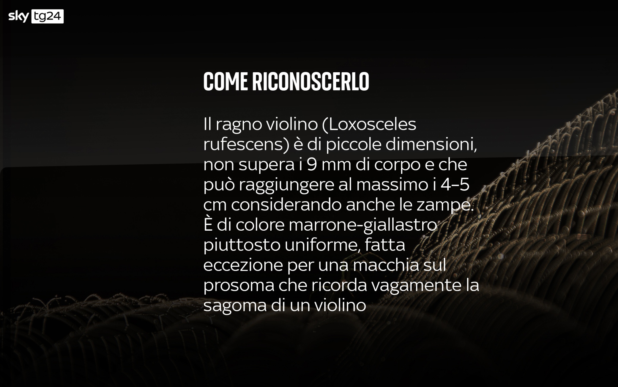 Ragno violino in Italia, come riconoscerlo, il morso e i sintomi. FOTO ...