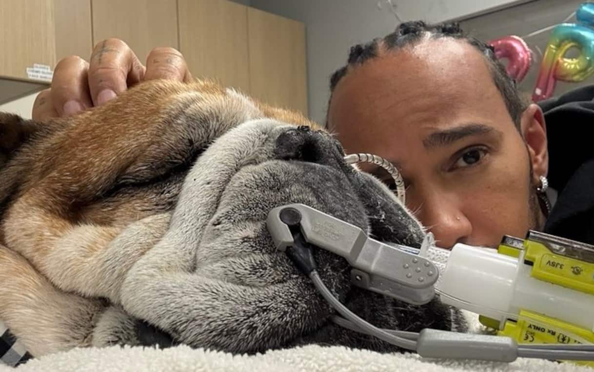 Hamilton, apprensione per il cane Roscoe affetto da polmonite: salta ...