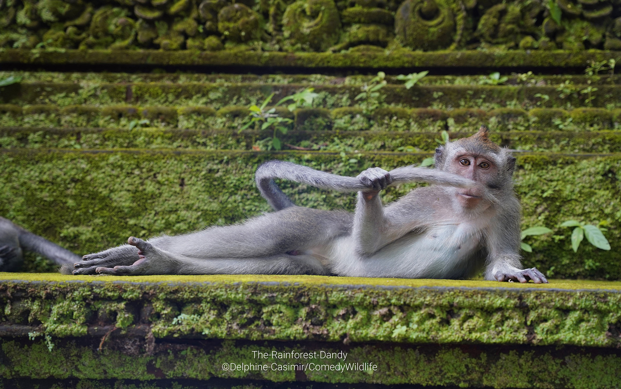 Foto di animali che fanno ridere: i finalisti del Comedy Wildlife Photo ...